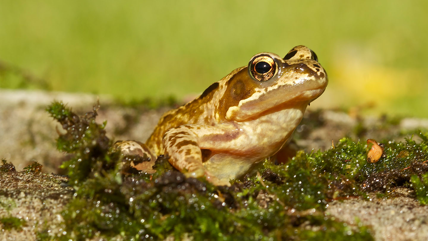 Common Frog (Rana temporaria) - Woodland Trust