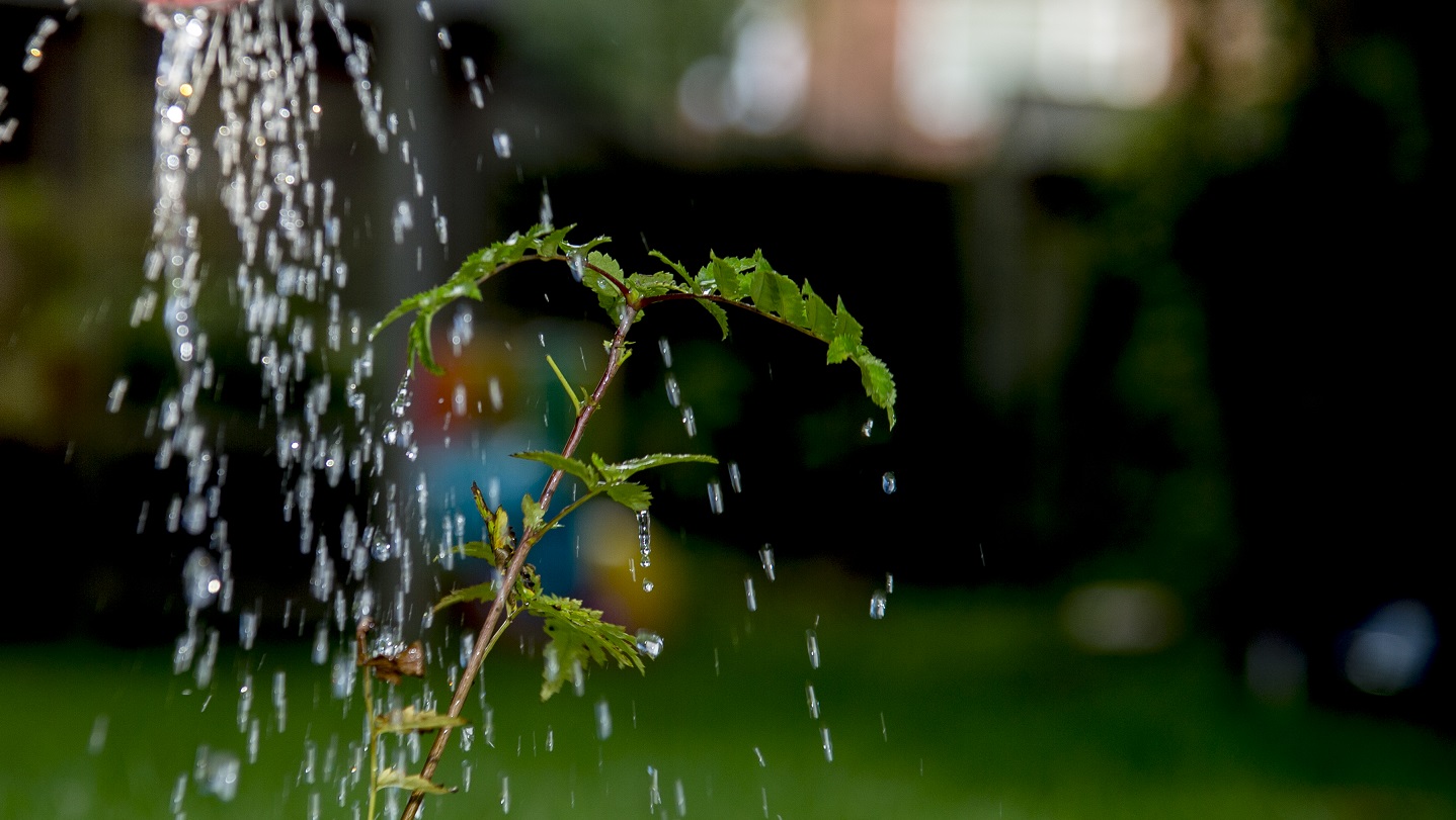 Tree Planting Advice - Plant Trees - Woodland Trust