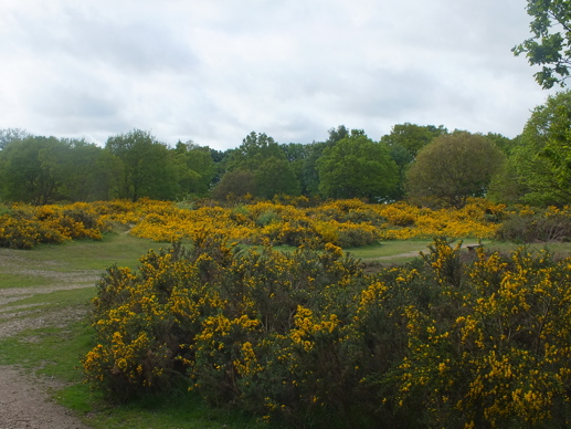 Mousehold Heath - Woodland Trust