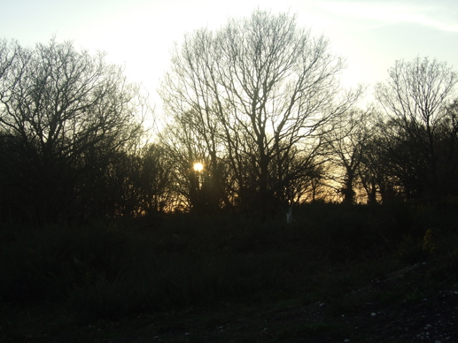 Mousehold Heath - Woodland Trust