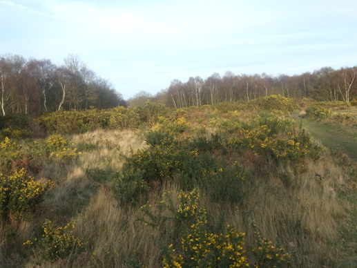 Mousehold Heath - Woodland Trust