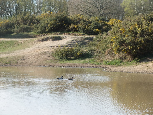 Mousehold Heath - Woodland Trust