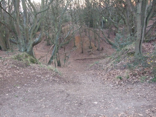 Mousehold Heath - Woodland Trust