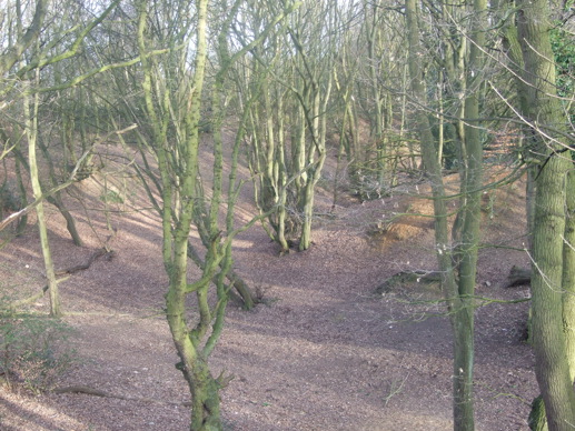 Mousehold Heath - Woodland Trust