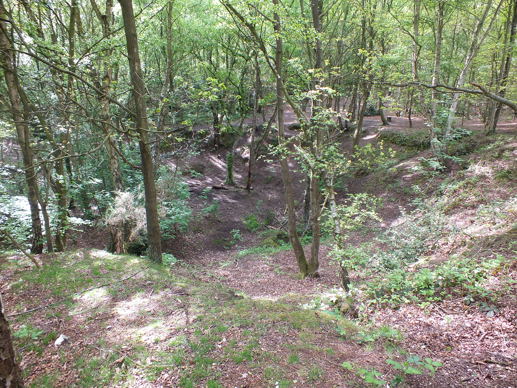 Mousehold Heath - Woodland Trust