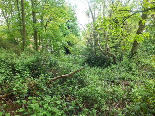 Mousehold Heath - Woodland Trust