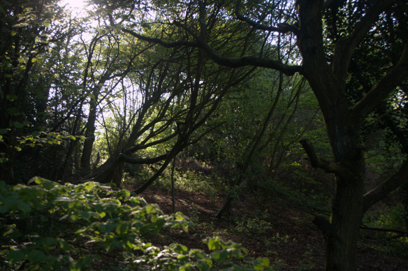 Shotover Country Park - Woodland Trust