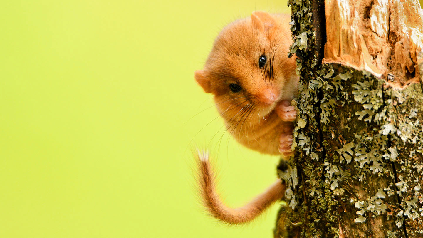 Hazel Dormouse (Muscardinus avellanarius) - Woodland Trust