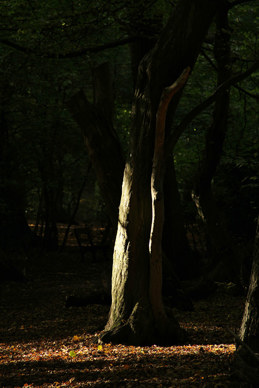 Highgate Wood - Woodland Trust
