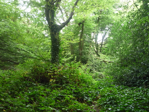 Highgate Wood - Woodland Trust