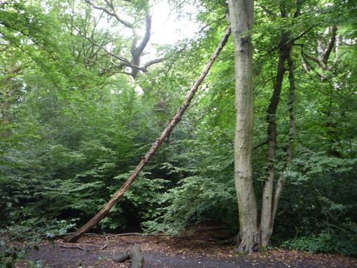 Highgate Wood - Woodland Trust