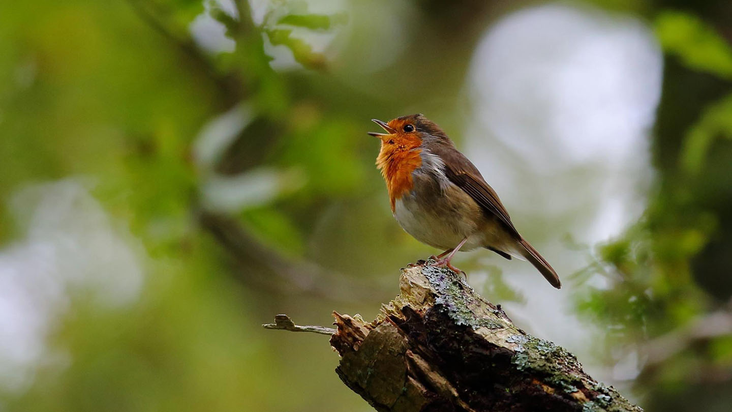 Robin (Erithacus rubecula) - British Birds - Woodland Trust