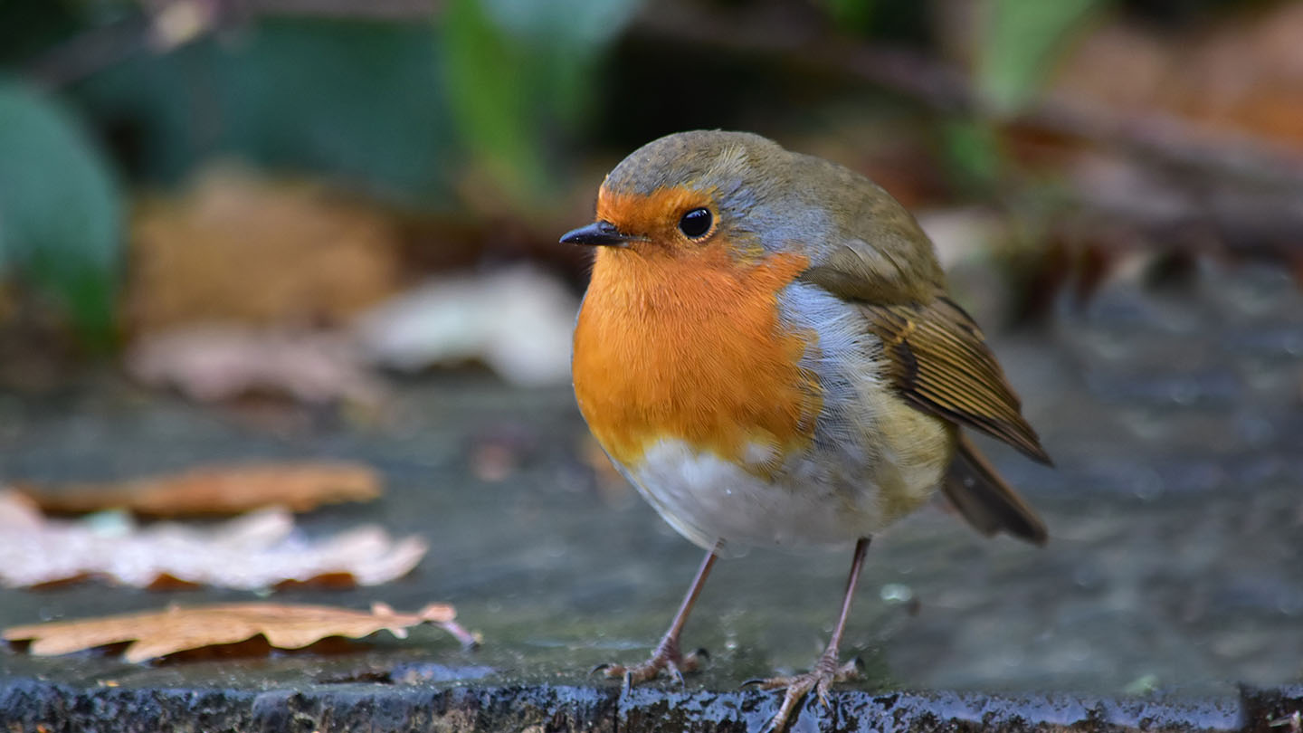 Robin (Erithacus rubecula) - British Birds - Woodland Trust