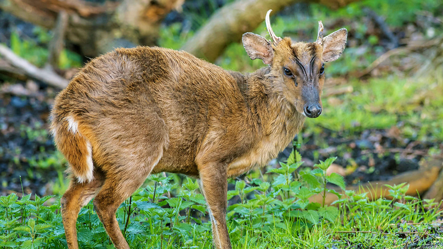 Muntjac Deer (Muntiacus reevesi) - Woodland Trust