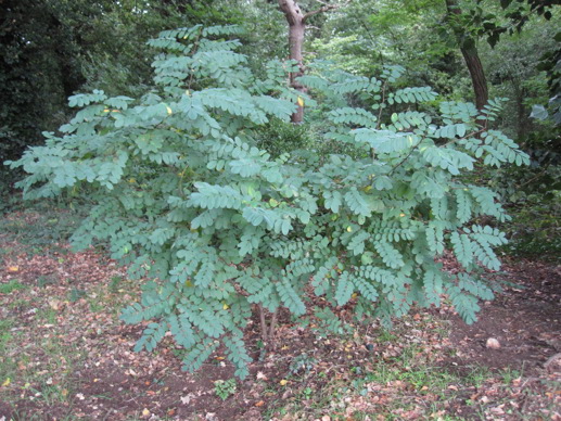 Coppetts Wood - Woodland Trust