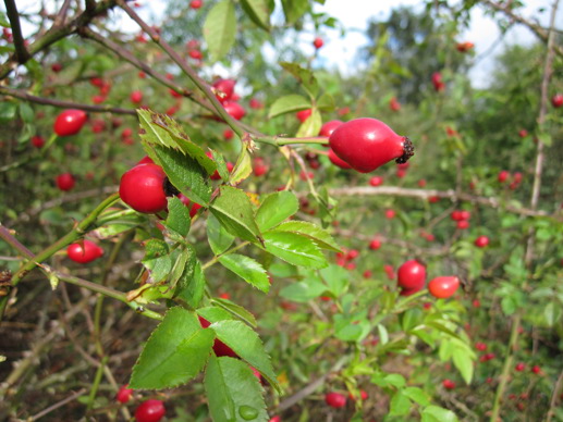 Coppetts Wood - Woodland Trust
