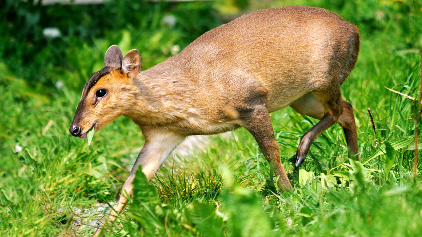 Muntjac Deer (Muntiacus reevesi) - Woodland Trust