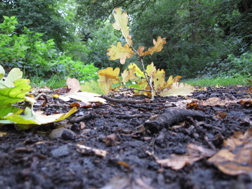 Coppetts Wood - Woodland Trust