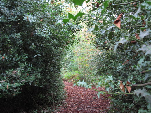 Coppetts Wood - Woodland Trust