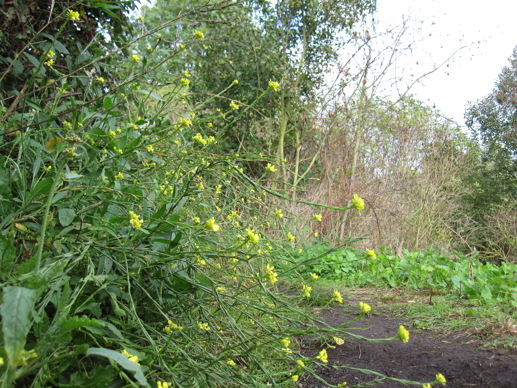 Coppetts Wood - Woodland Trust