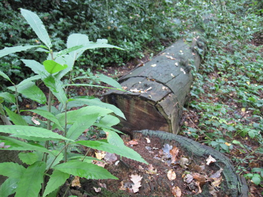 Coppetts Wood - Woodland Trust