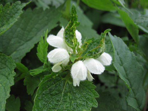 Coppetts Wood - Woodland Trust