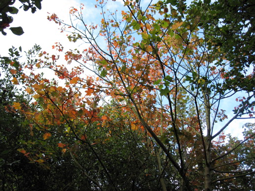 Coppetts Wood - Woodland Trust