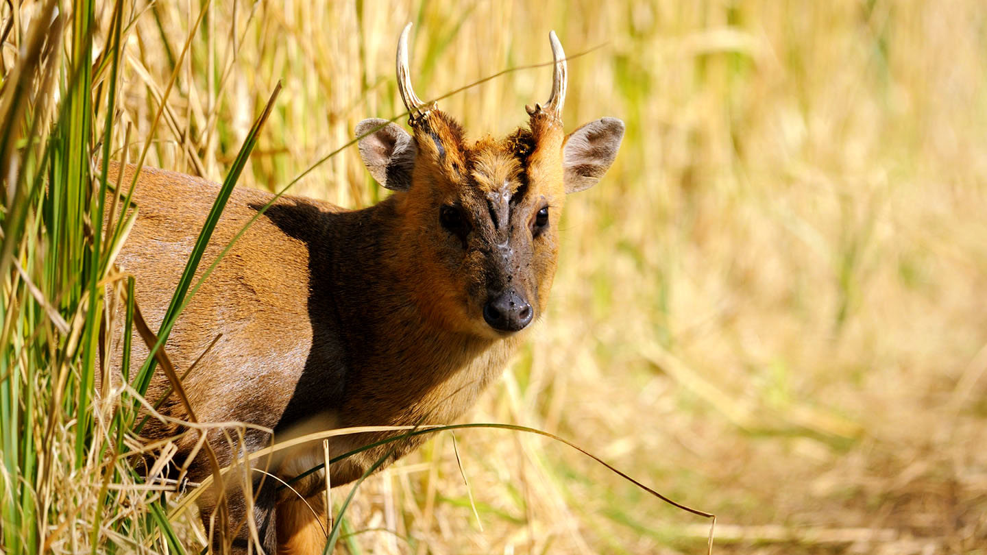 Muntjac Deer (Muntiacus reevesi) - Woodland Trust