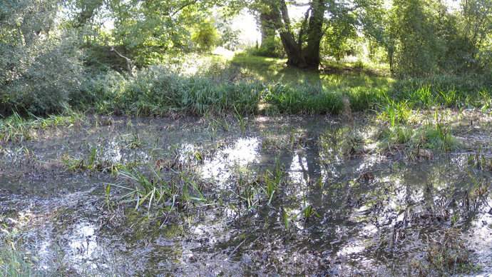 Moat Mount and Scratchwood - Woodland Trust