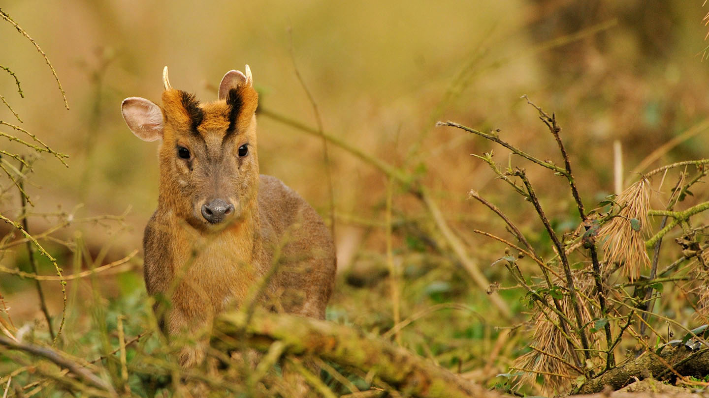 Muntjac Deer (Muntiacus reevesi) - Woodland Trust