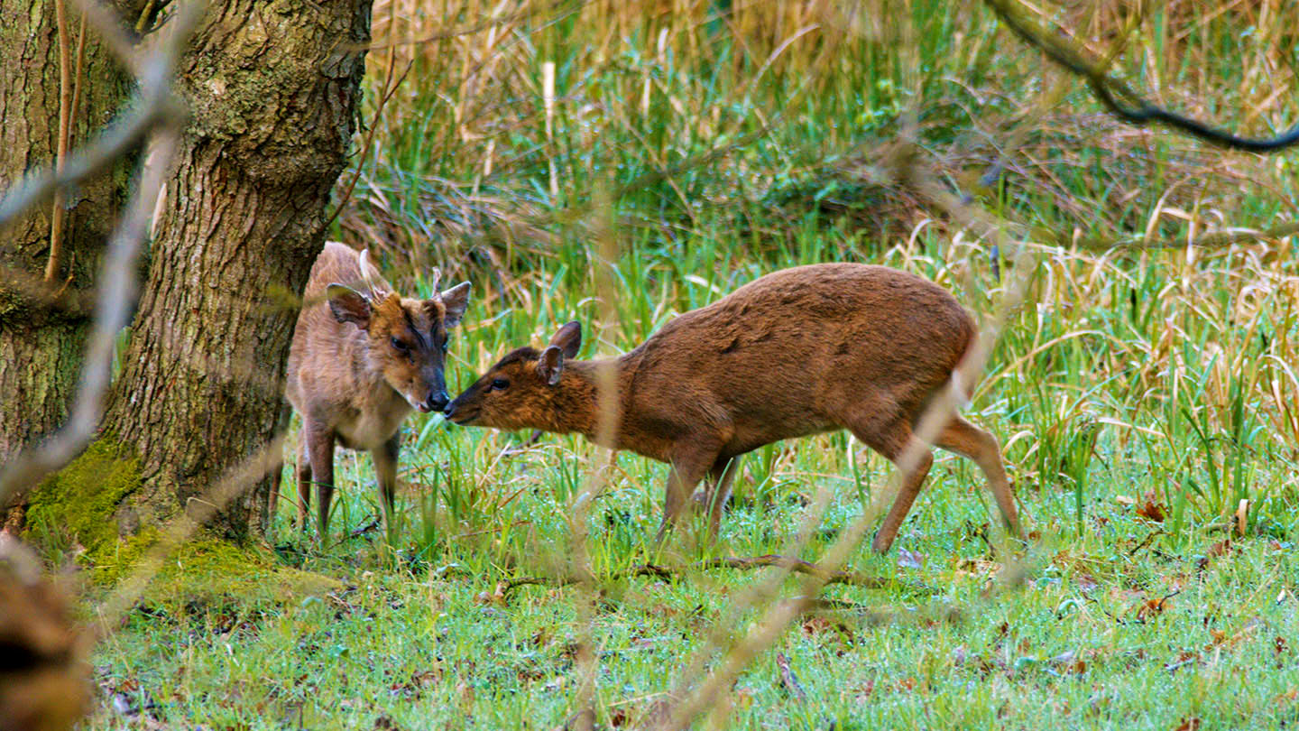 Muntjac Deer (Muntiacus reevesi) - Woodland Trust