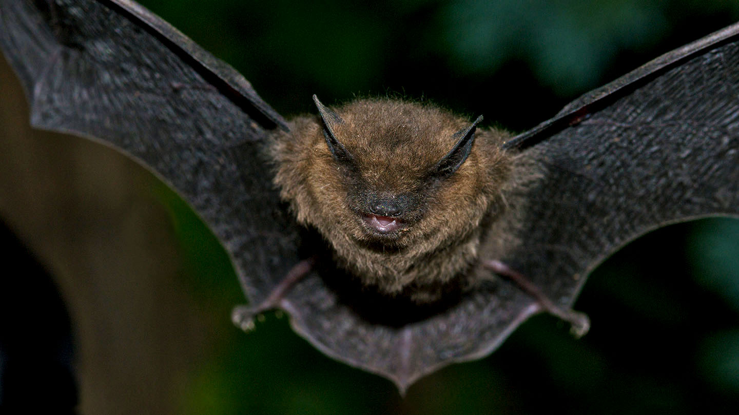 Common Pipistrelle (Pipistrellus pipistrellus) - Woodland Trust