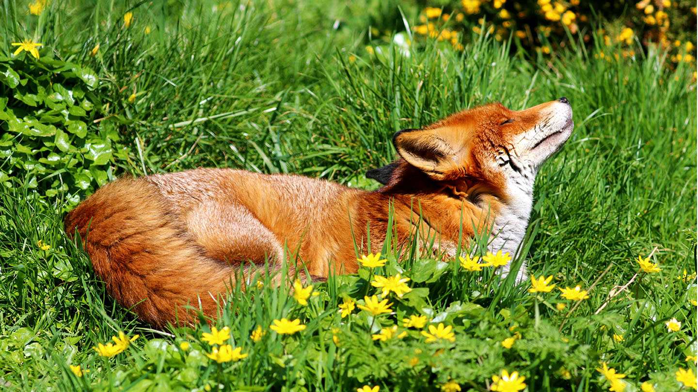 Fox (Vulpes vulpes) - British Mammals - Woodland Trust