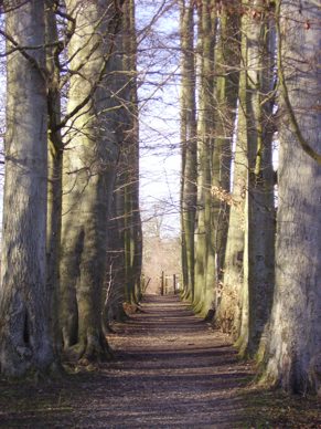High Elms LNR - Woodland Trust