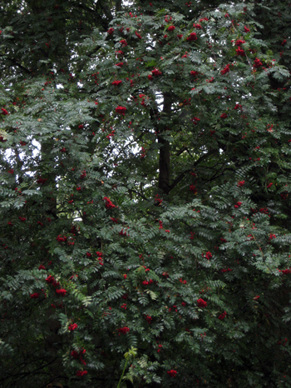 Sanderstead Plantation - Woodland Trust
