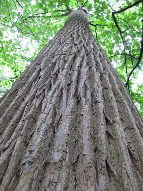 Sanderstead Plantation - Woodland Trust
