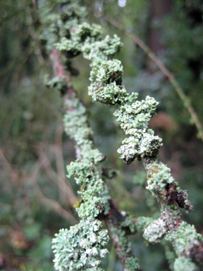 Sanderstead Plantation - Woodland Trust