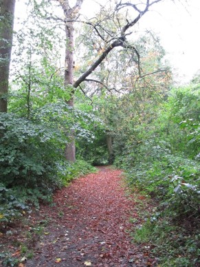 Sanderstead Plantation - Woodland Trust