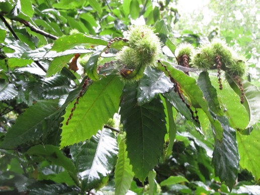 Sanderstead Plantation - Woodland Trust