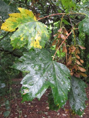 Sanderstead Plantation - Woodland Trust