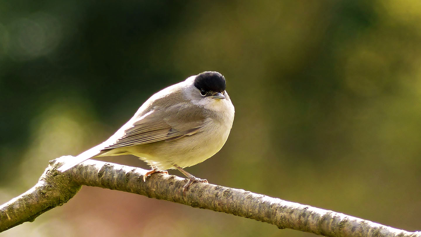Blackcap