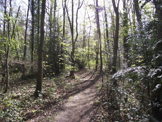 Addington Hill - Woodland Trust