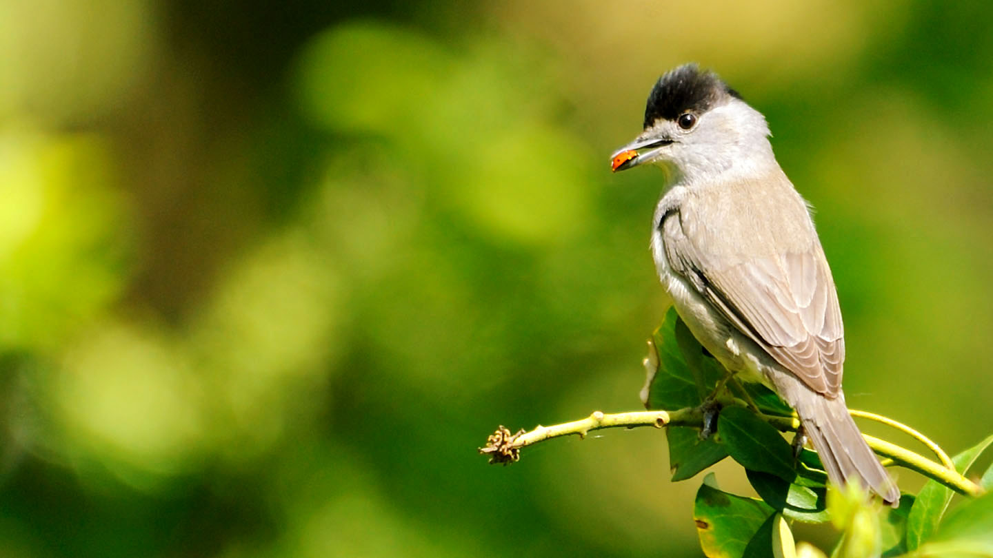 Blackcap (Sylvia atricapilla) - British Birds - Woodland Trust