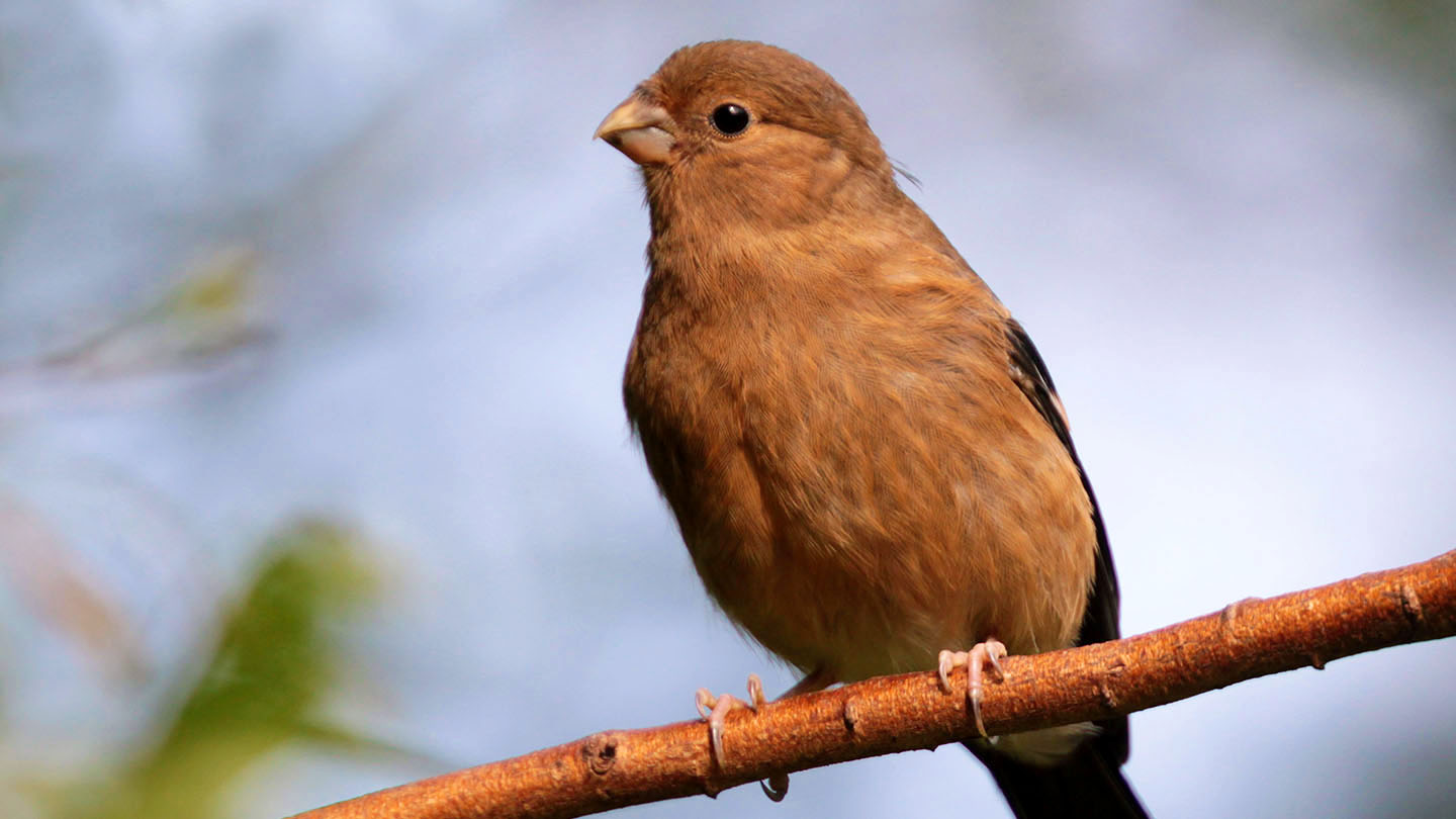 Bullfinch (Pyrrhula pyrrhula) - British Birds - Woodland Trust