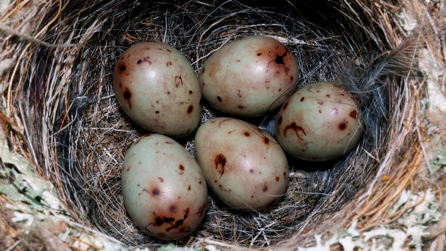 Chaffinch (Fringilla coelebs) - British Birds - Woodland Trust