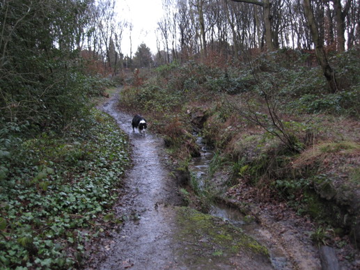 Coldfall Wood - Woodland Trust