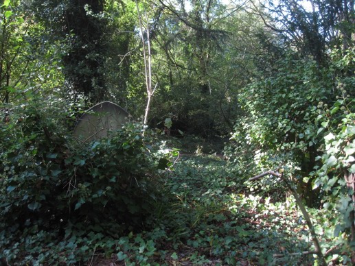 Coldfall Wood - Woodland Trust