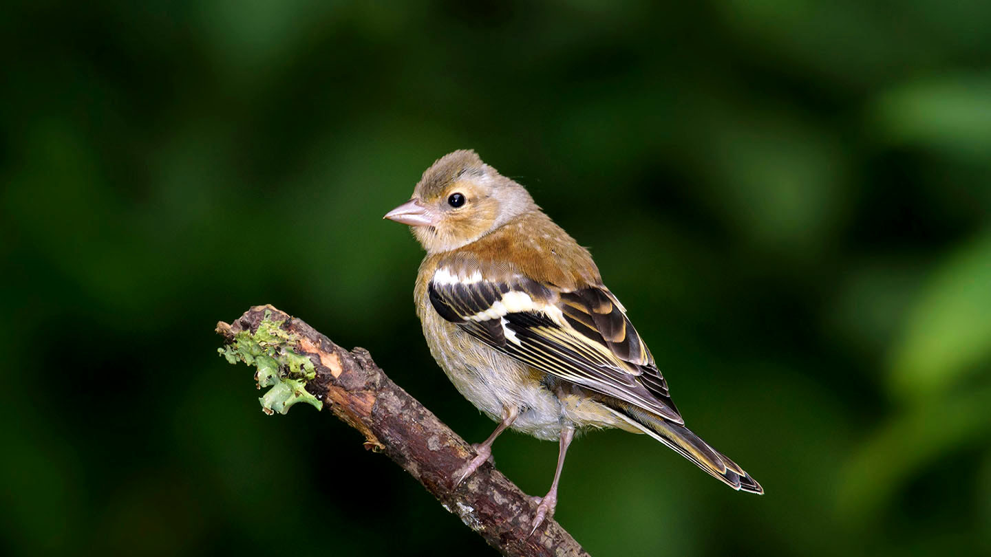 Chaffinch (Fringilla coelebs) - British Birds - Woodland Trust