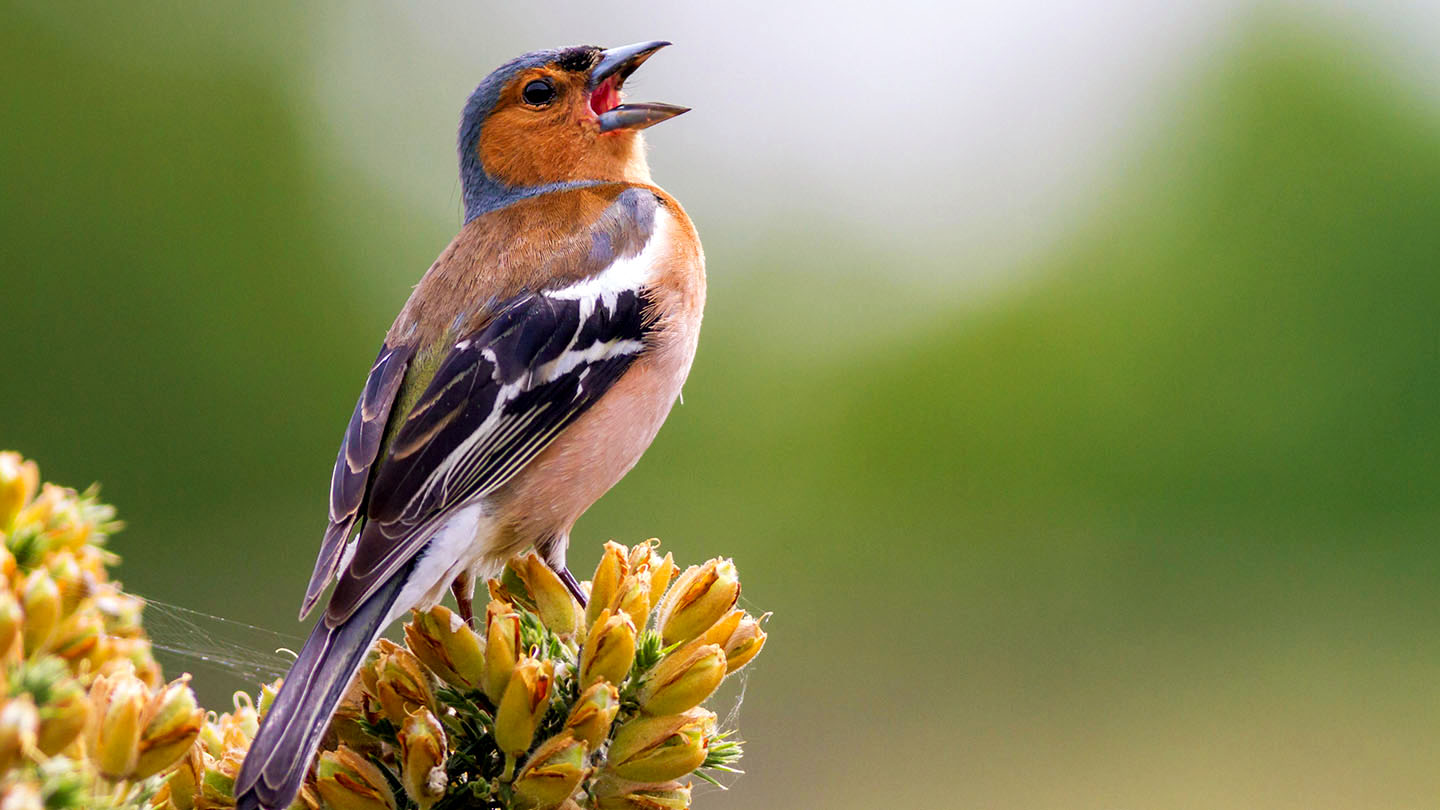 Chaffinch (Fringilla coelebs) - British Birds - Woodland Trust