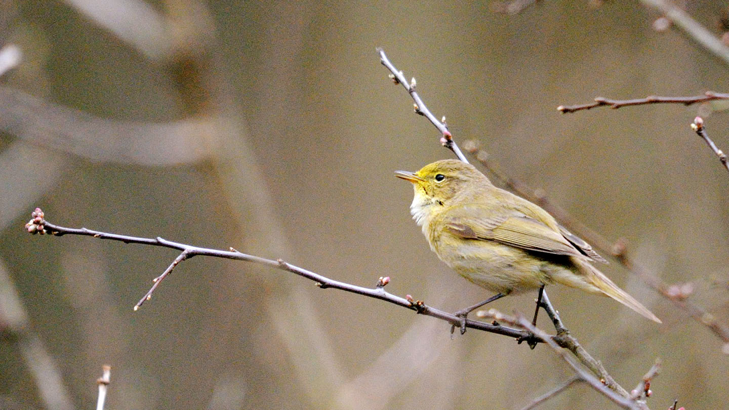 Chiffchaff or Willow Warbler? ID Tips - Woodland Trust